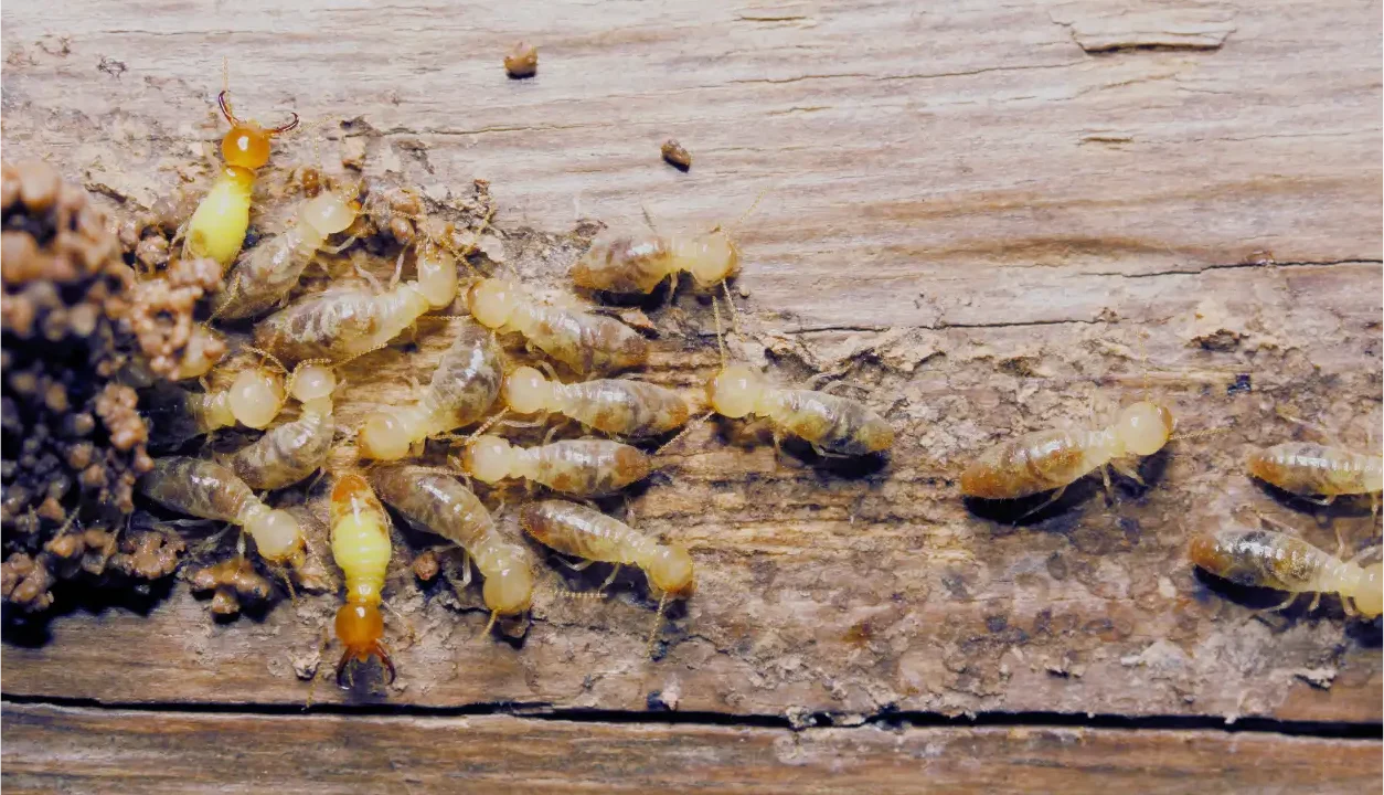 Home - Alpha & Omega Pest Control